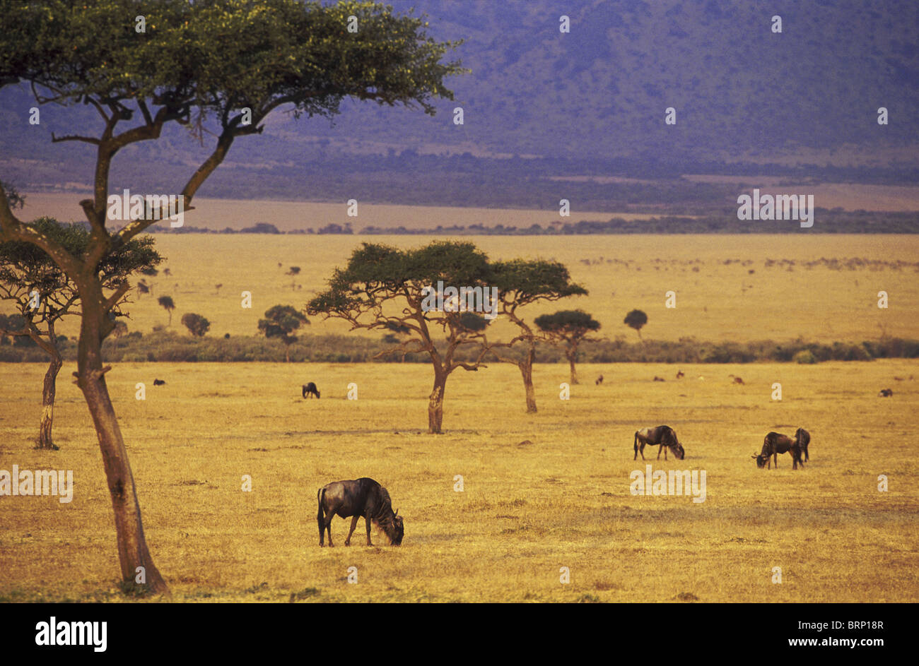 Kenyan plains hi-res stock photography and images - Alamy