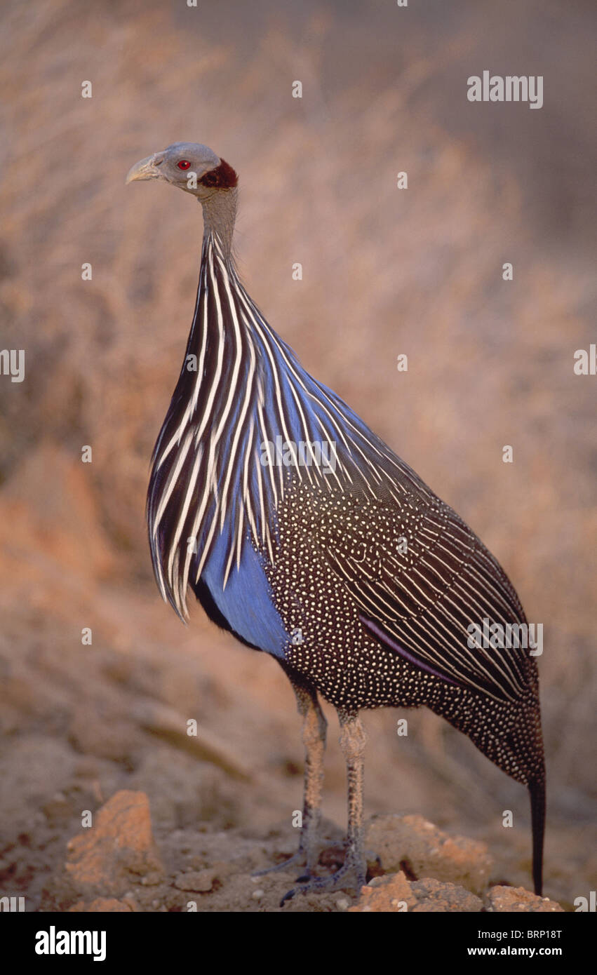 A side-on view of a Vulturine Guineafowl Stock Photo - Alamy