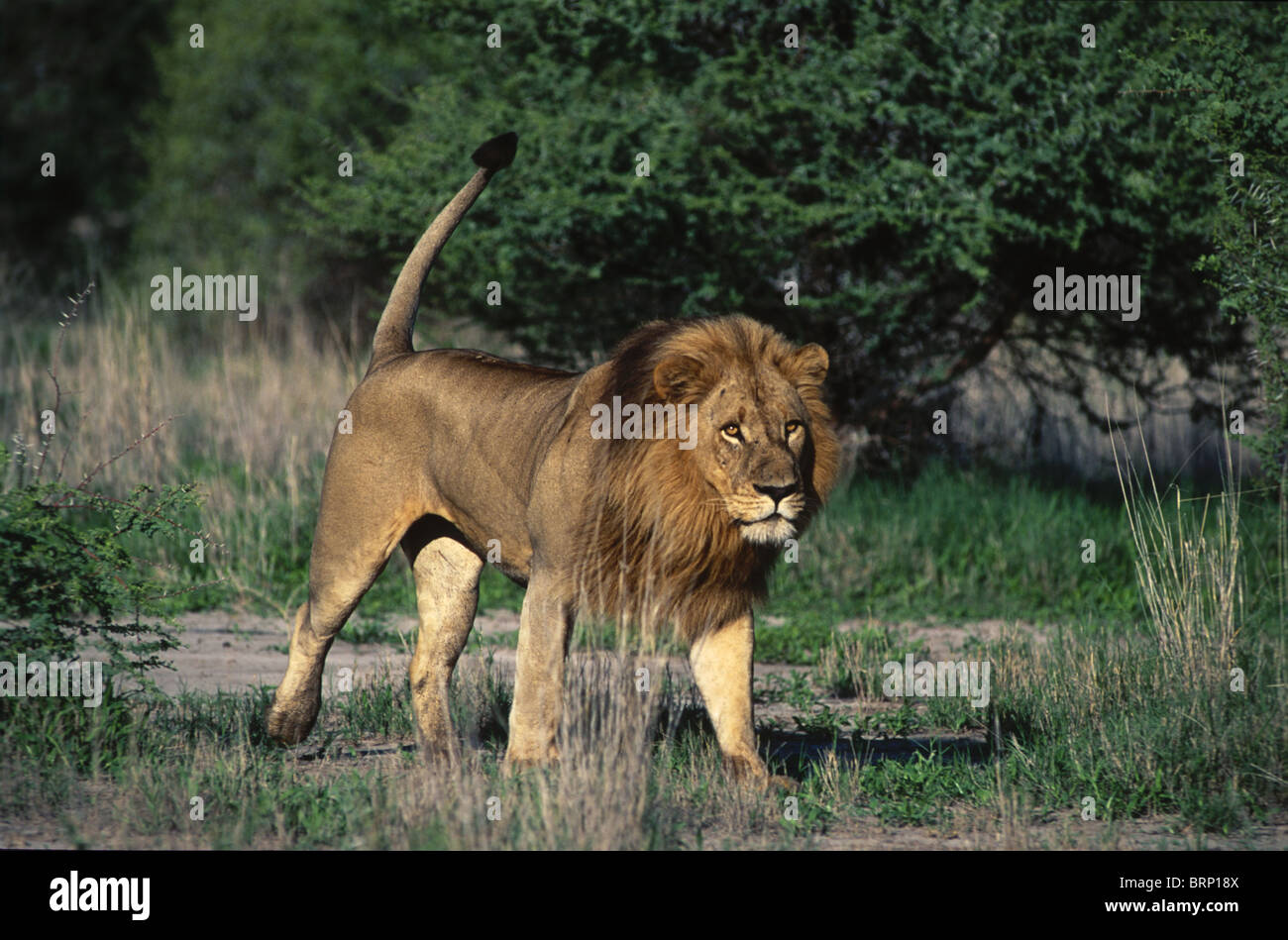 A male lion marks it territory by raising it's tail and spray-urinating ...