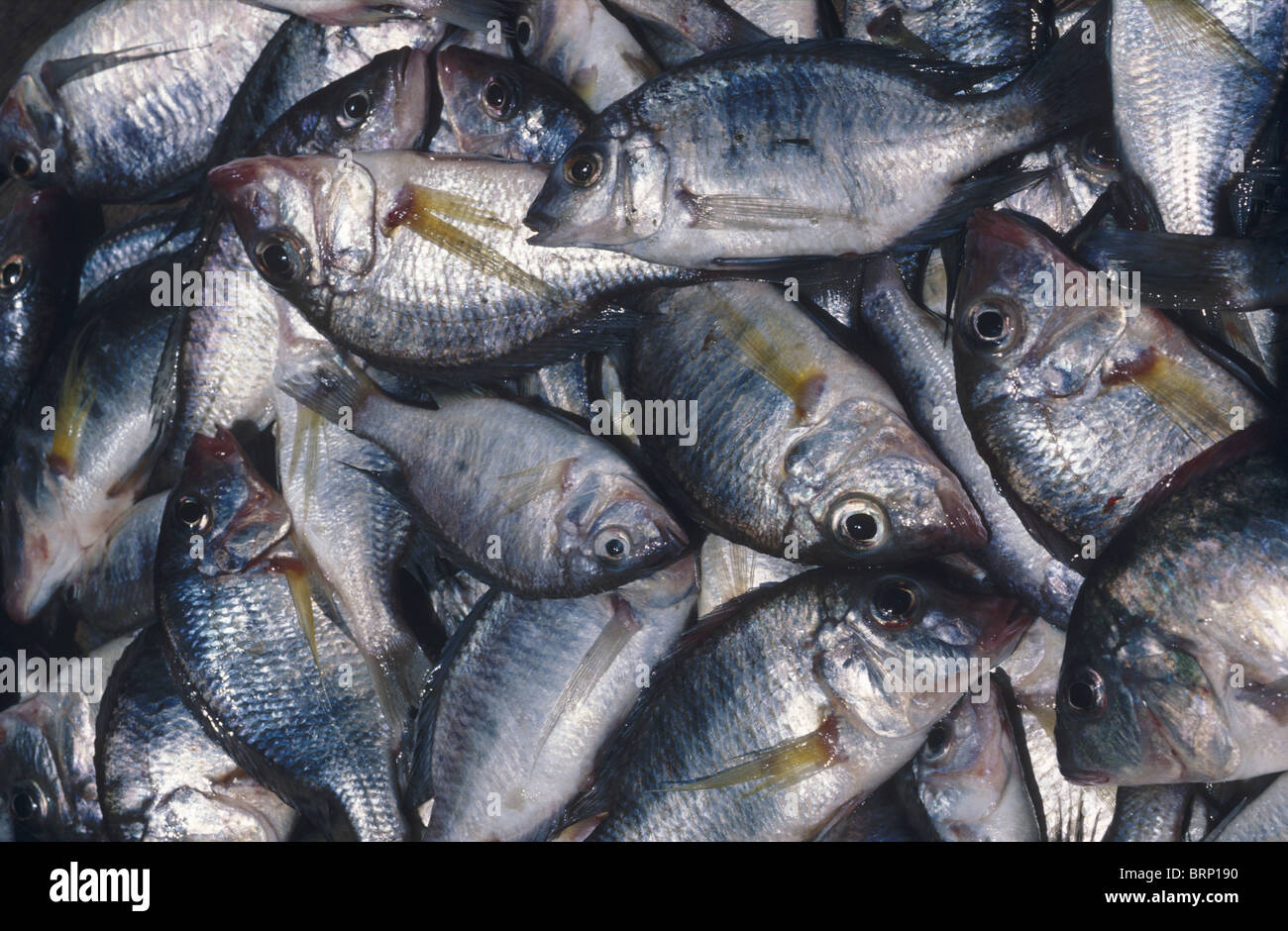 Kapenta fish hi-res stock photography and images - Alamy