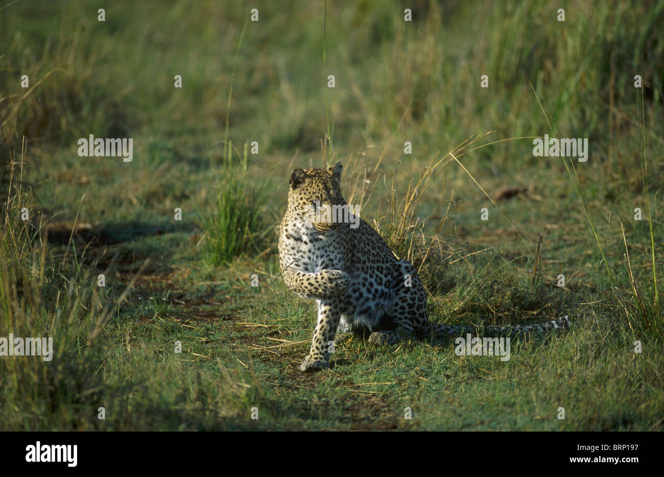 Leopard grooming itself hi-res stock photography and images - Alamy