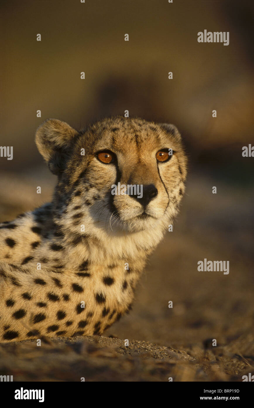 Portrait of a cheetah showing beautiful amber eyes and tear marking on ...