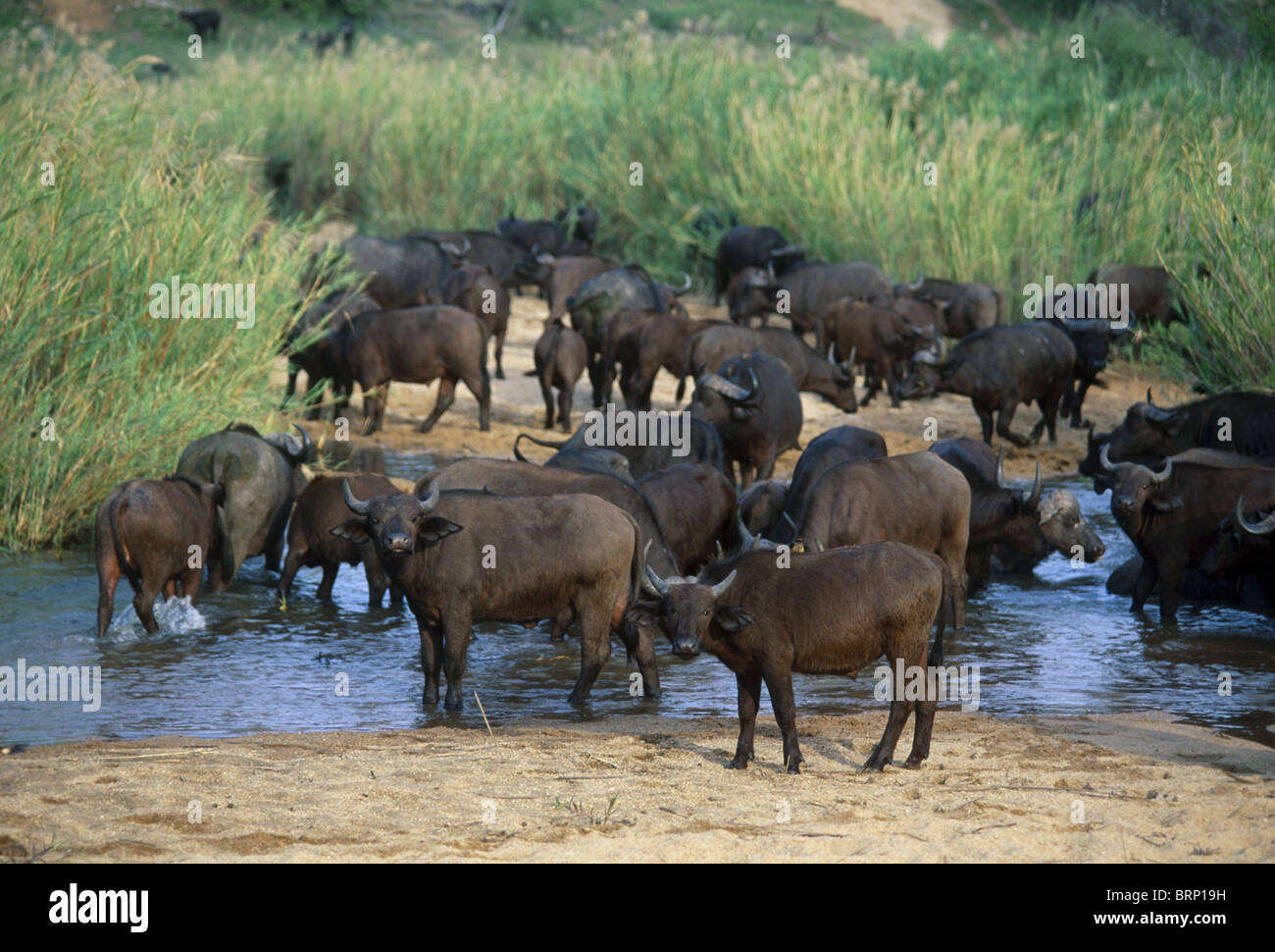 A herd of Cape Buffalo walk through the Sand River Stock Photo - Alamy