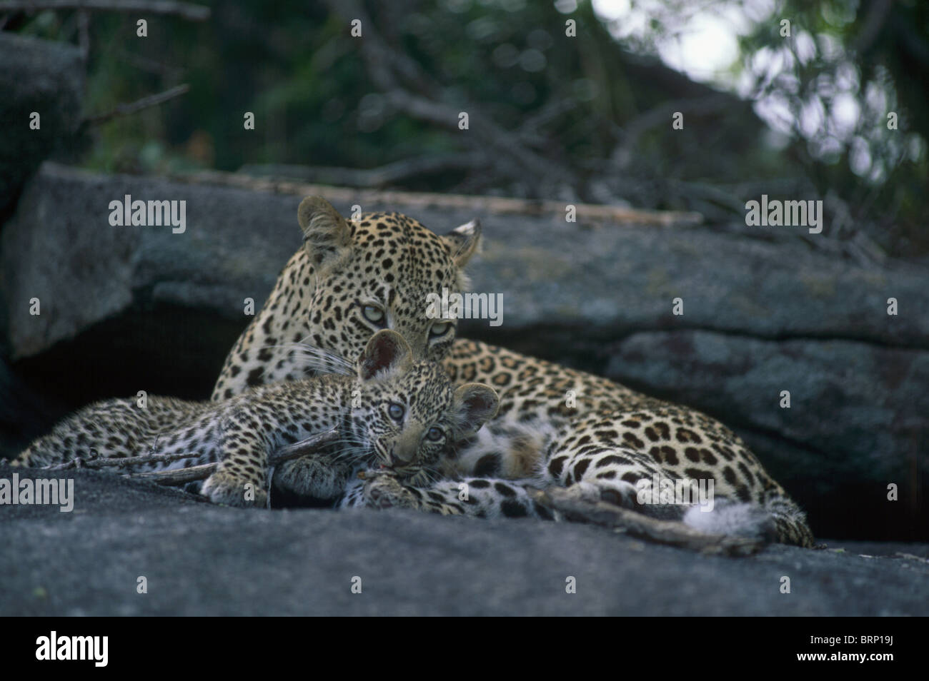 Cat nuzzles hi-res stock photography and images - Alamy