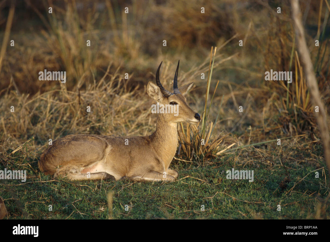 A male common reedbuck lying down on short cropped green grass Stock ...
