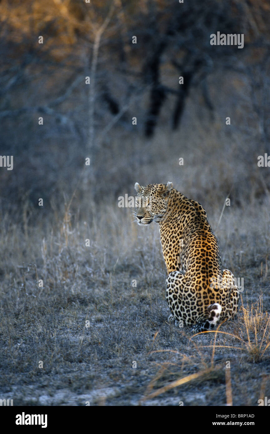 An adult female leopard looks back over her shoulder with the last rays ...