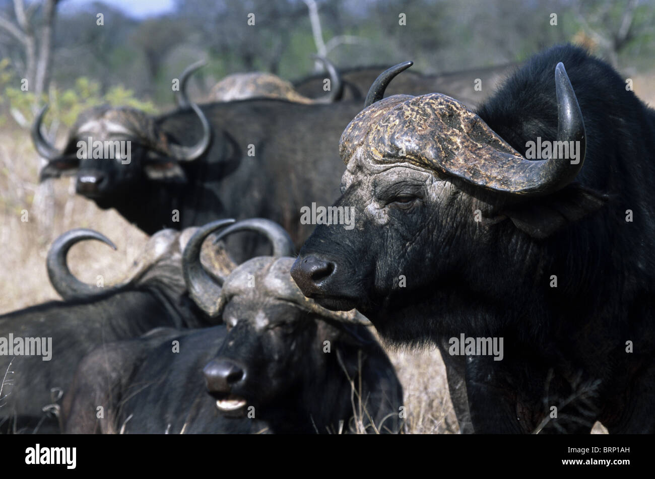 A herd of Cape African buffaloes Stock Photo - Alamy