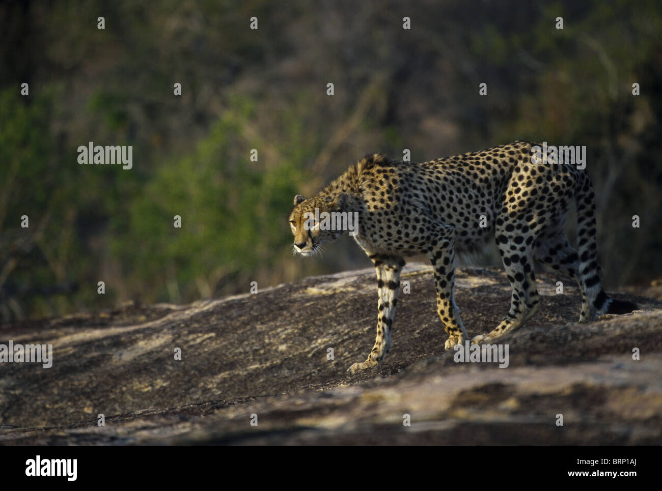 A male cheetah walking on a large granite rock outcrop Stock Photo - Alamy
