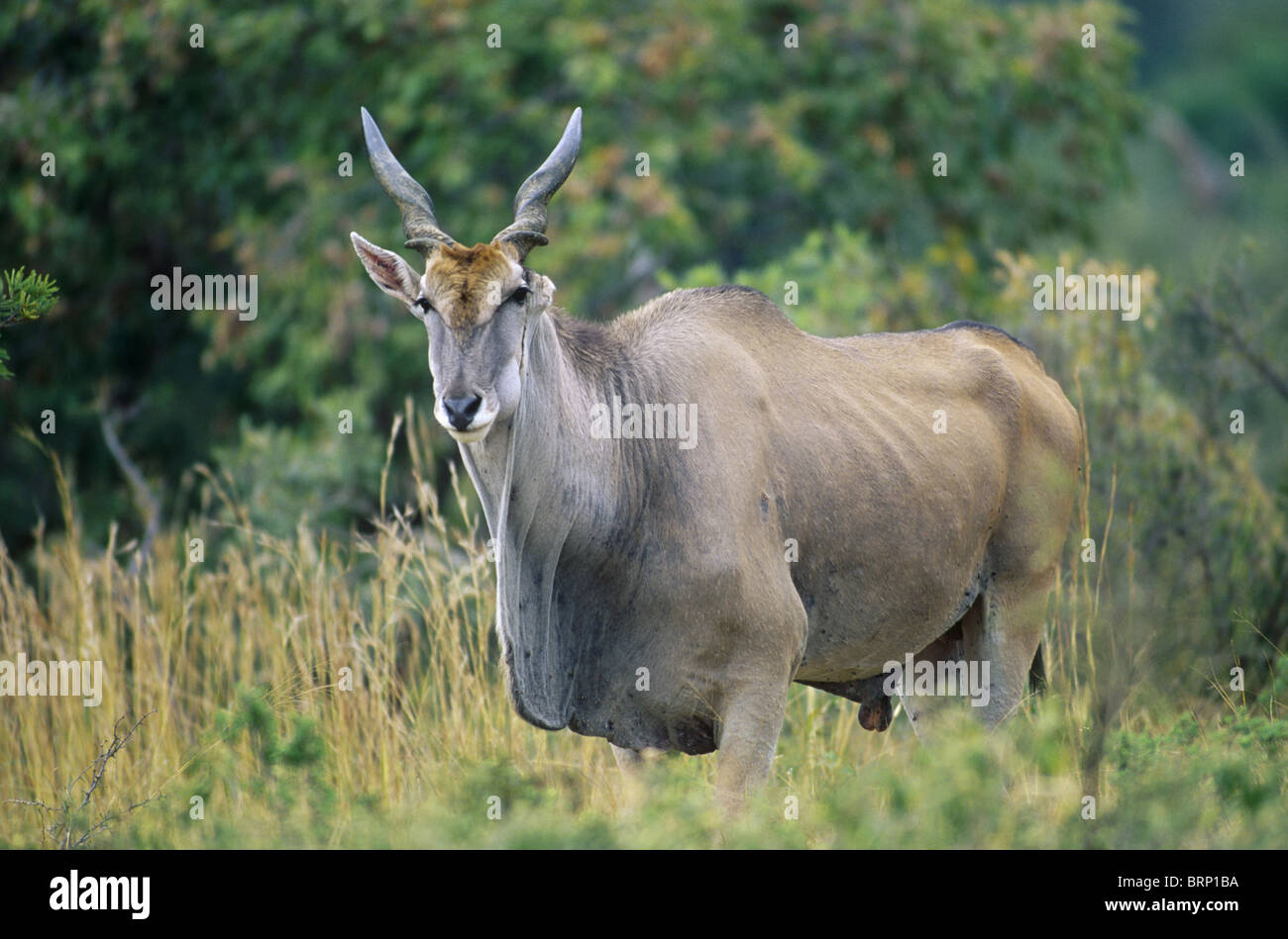 Male eland (Taurotragus oryx) standing in tall grass looking at the ...