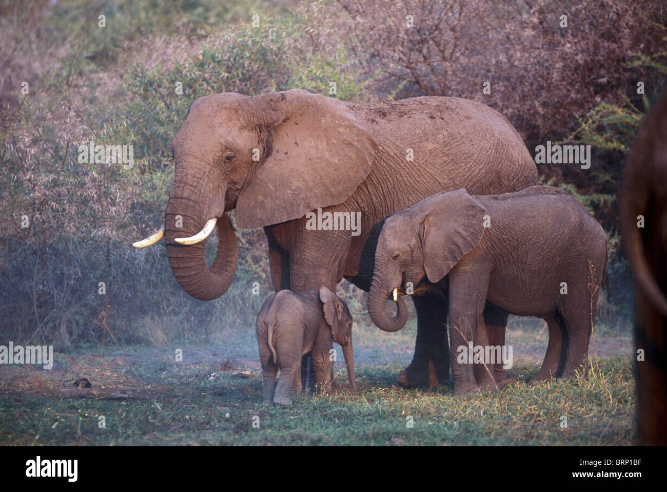 Elephant cow, juvenile and baby Stock Photo - Alamy