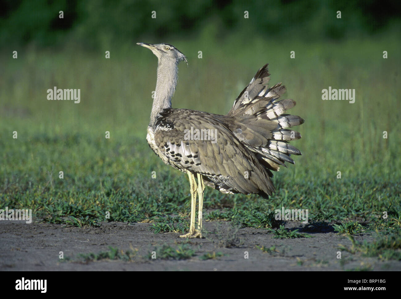 Kori Bustard Feathers