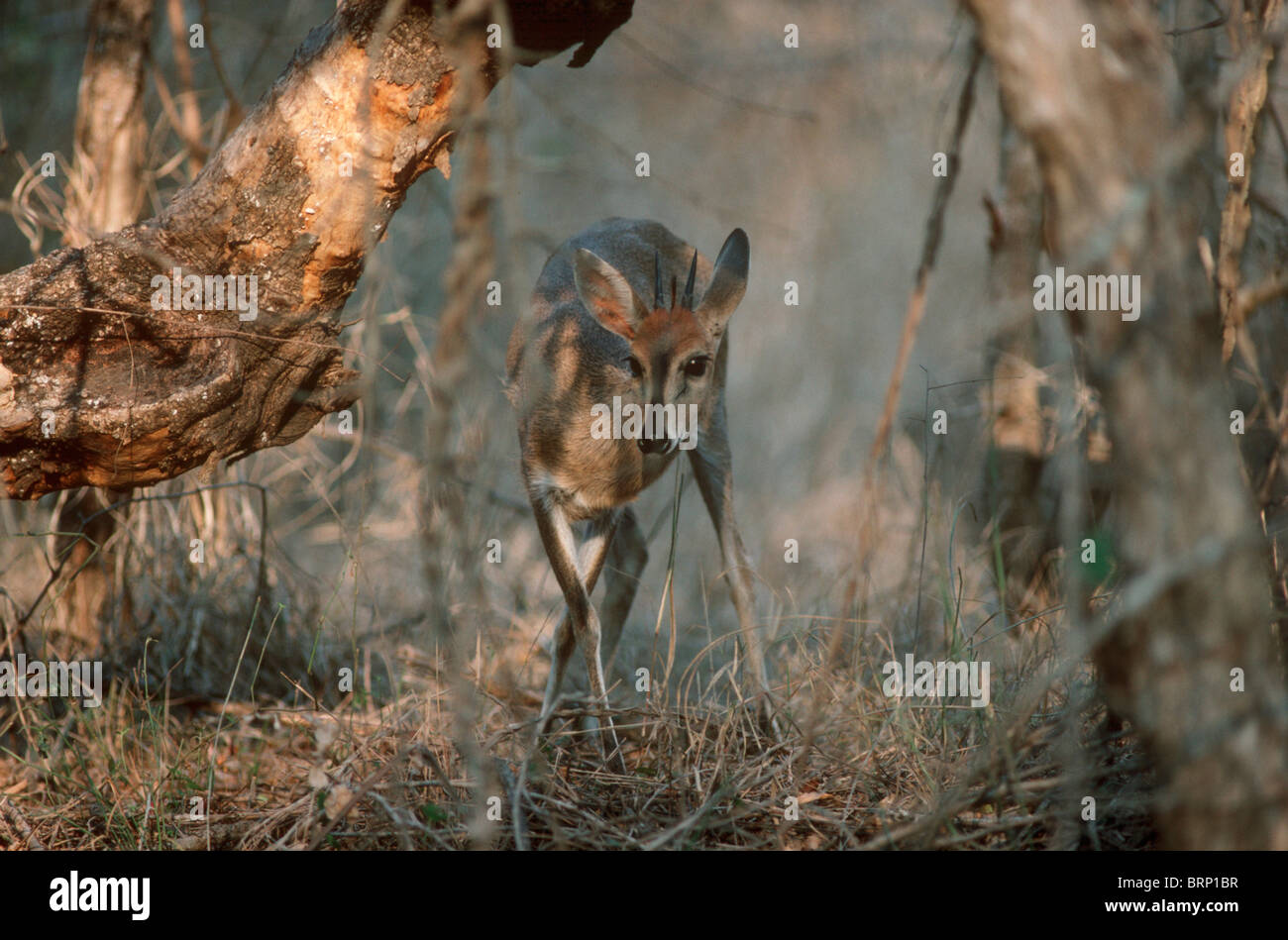 Grey duiker walking through the bush Stock Photo - Alamy