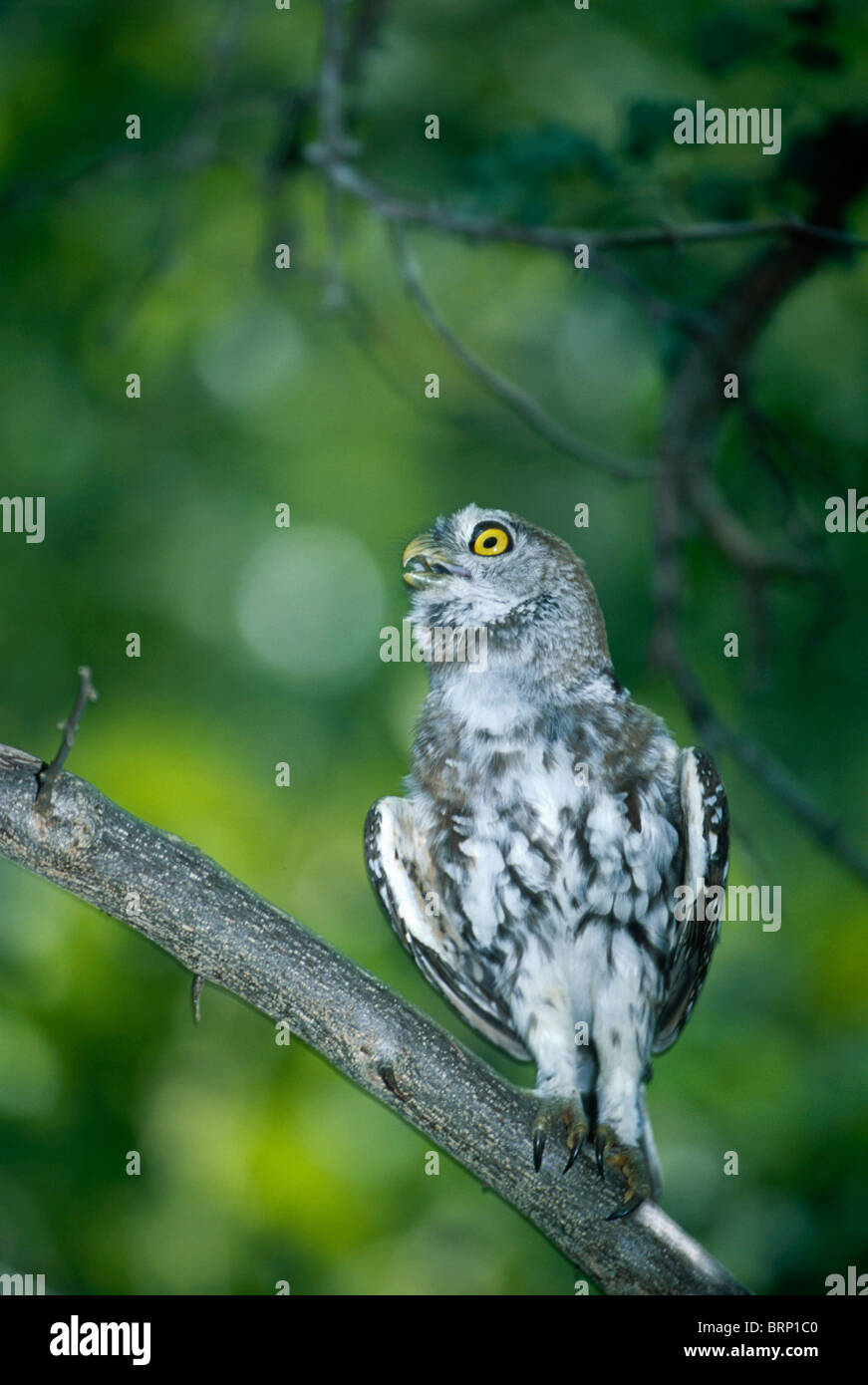 Pearl spotted owl hi-res stock photography and images - Alamy