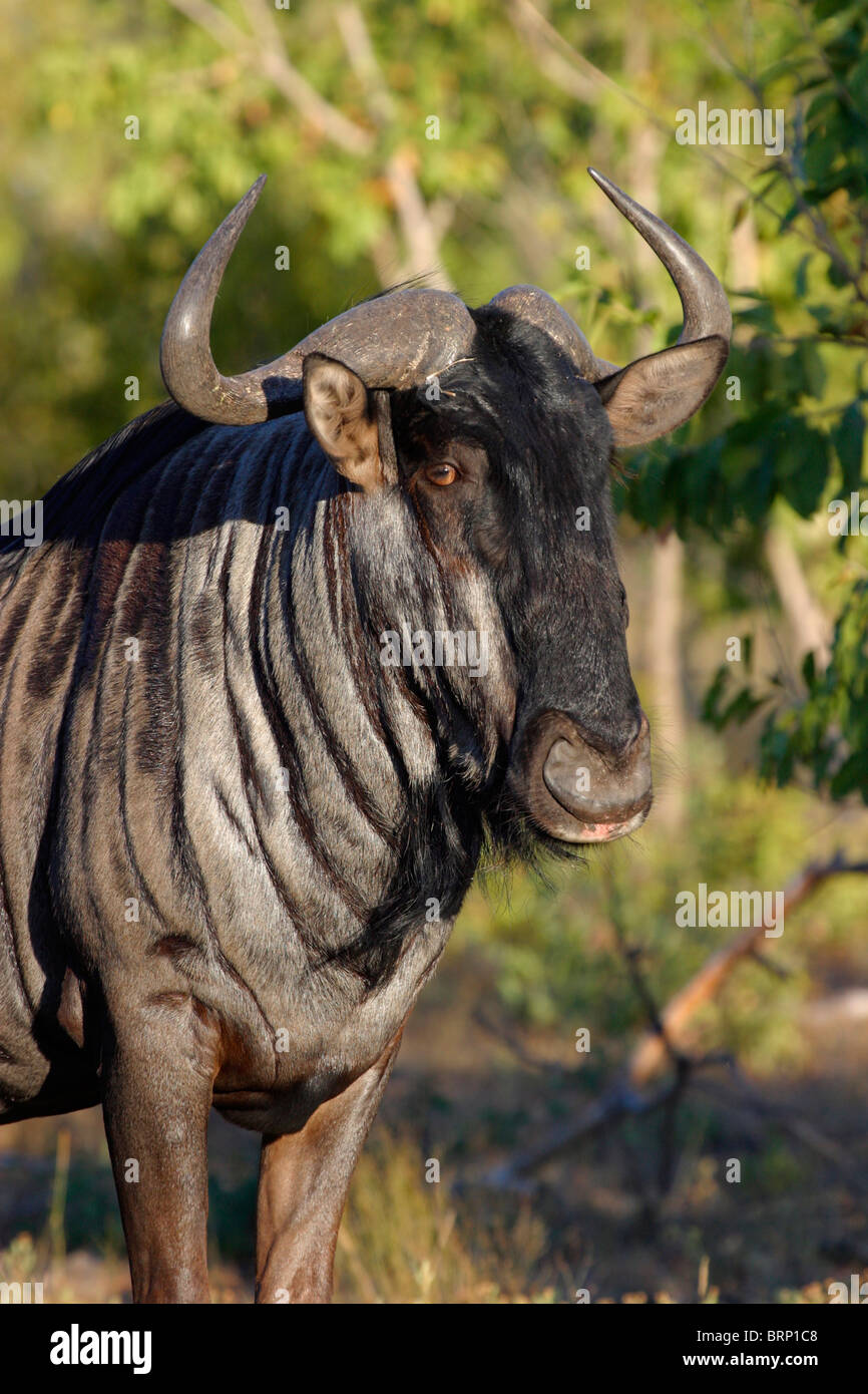Portrait of a blue wildebeest (gnu Stock Photo - Alamy Portrait of a blue wildebeest (gnu Stock Photo - Alamy