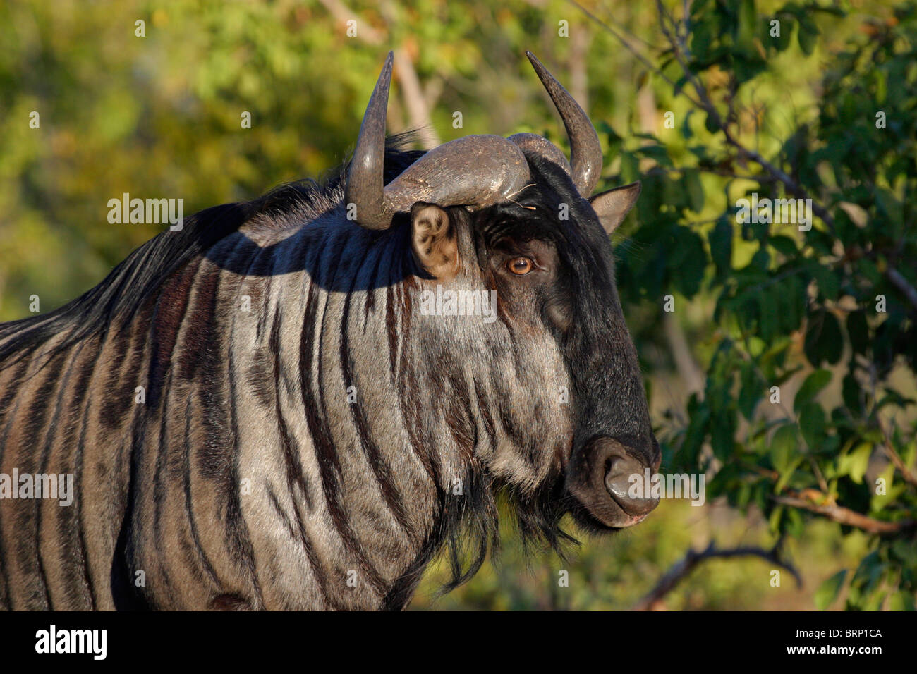 Portrait of a blue wildebeest (gnu Stock Photo - Alamy Portrait of a blue wildebeest (gnu Stock Photo - Alamy