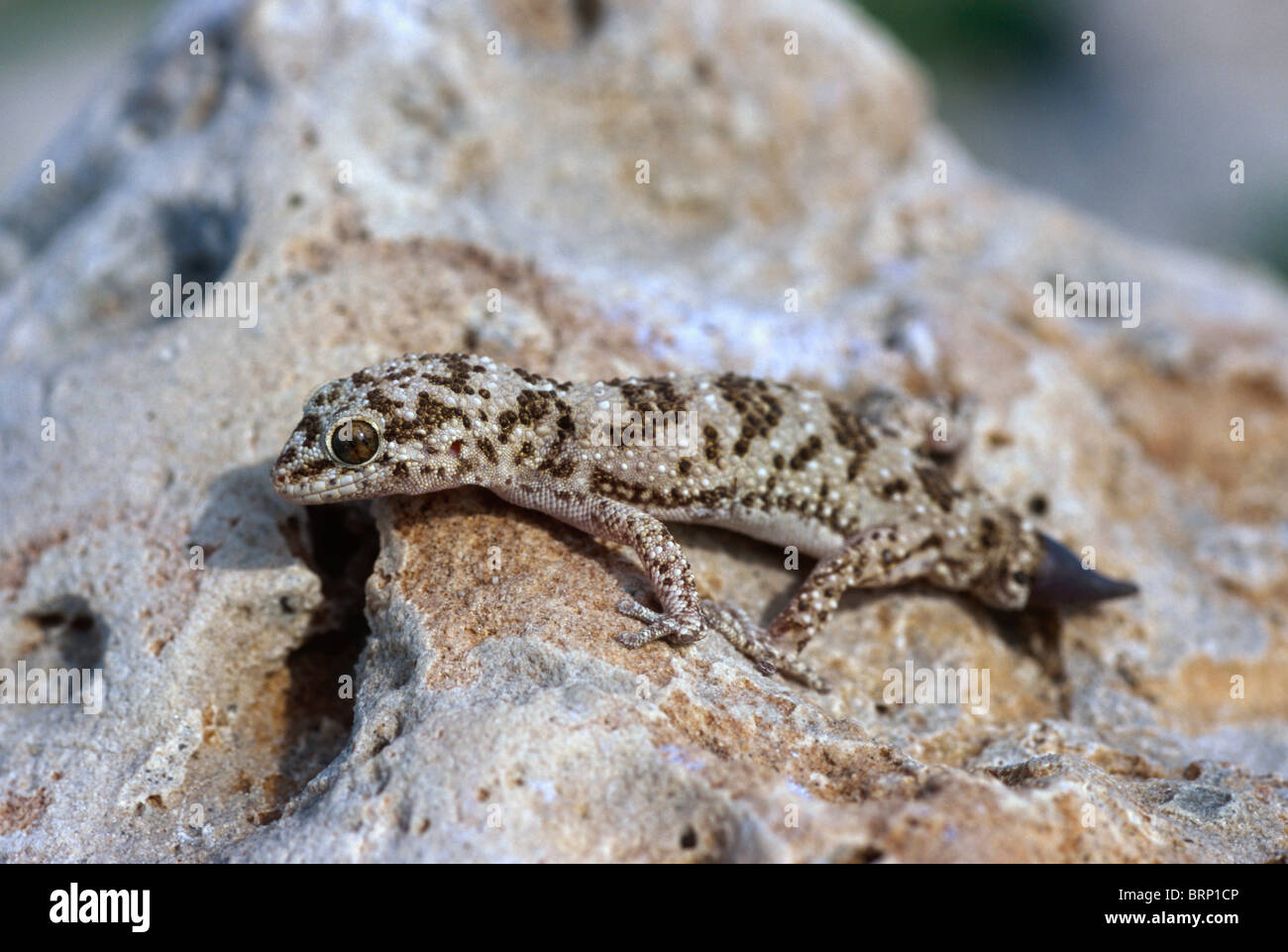 Kalahari gecko hi-res stock photography and images - Alamy