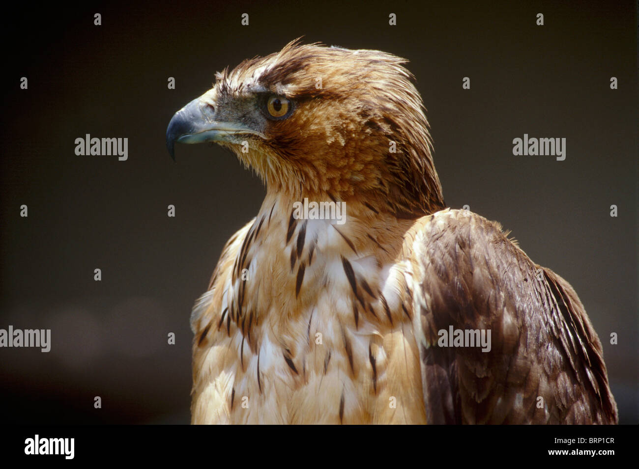 Portrait of a juvenile African Hawk eagle Stock Photo - Alamy