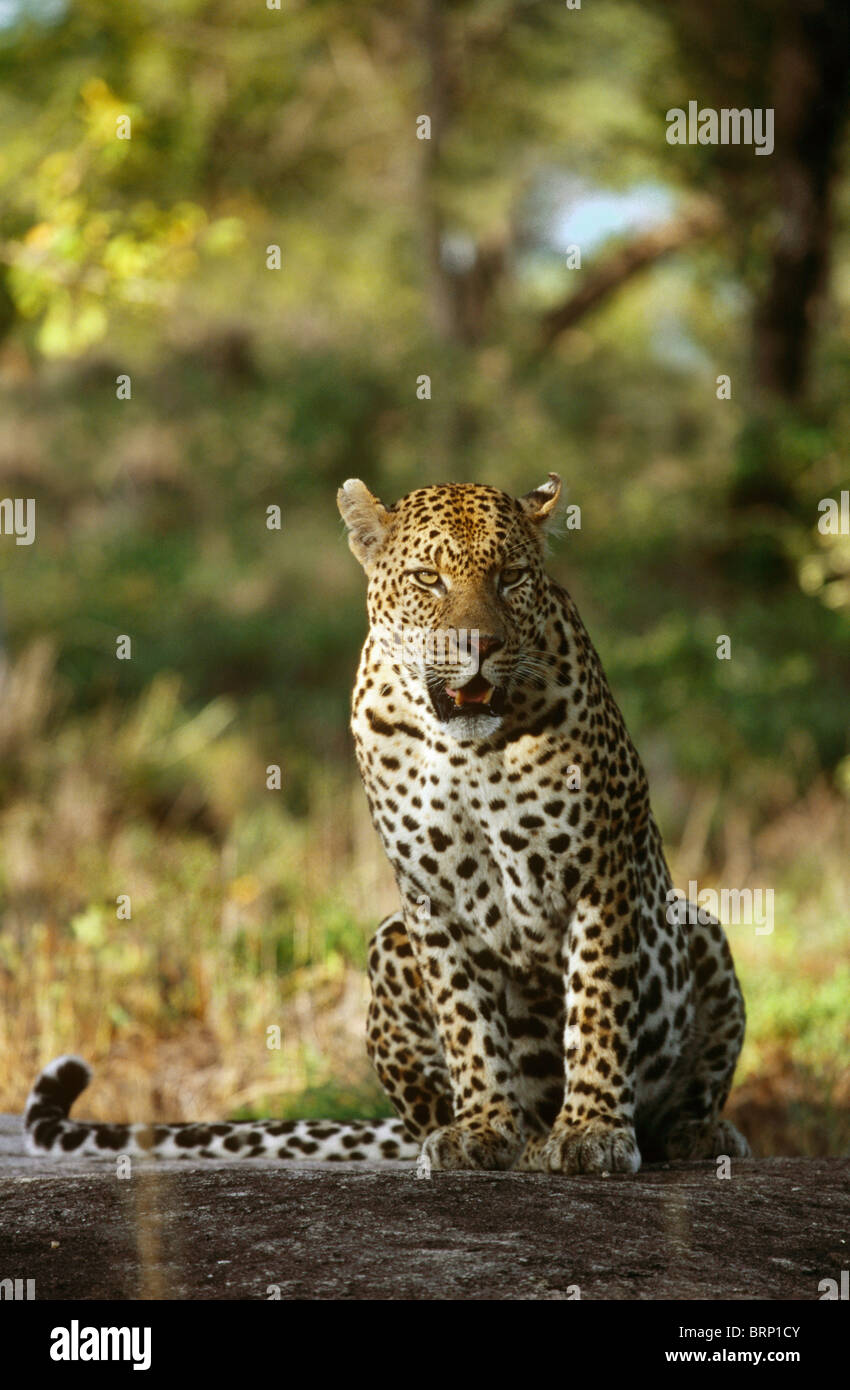 A large male leopard sitting upright Stock Photo - Alamy