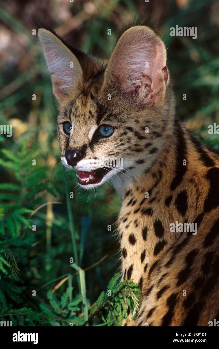 Portrait of a young serval (Felis serval Stock Photo - Alamy