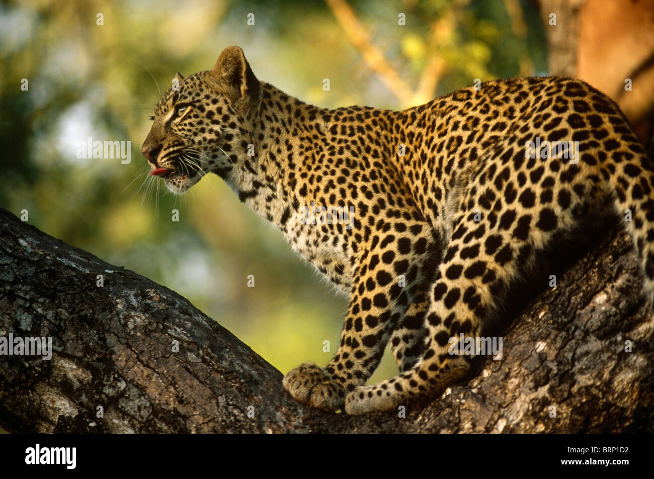 Young male leopard in the fork of a tree Stock Photo - Alamy