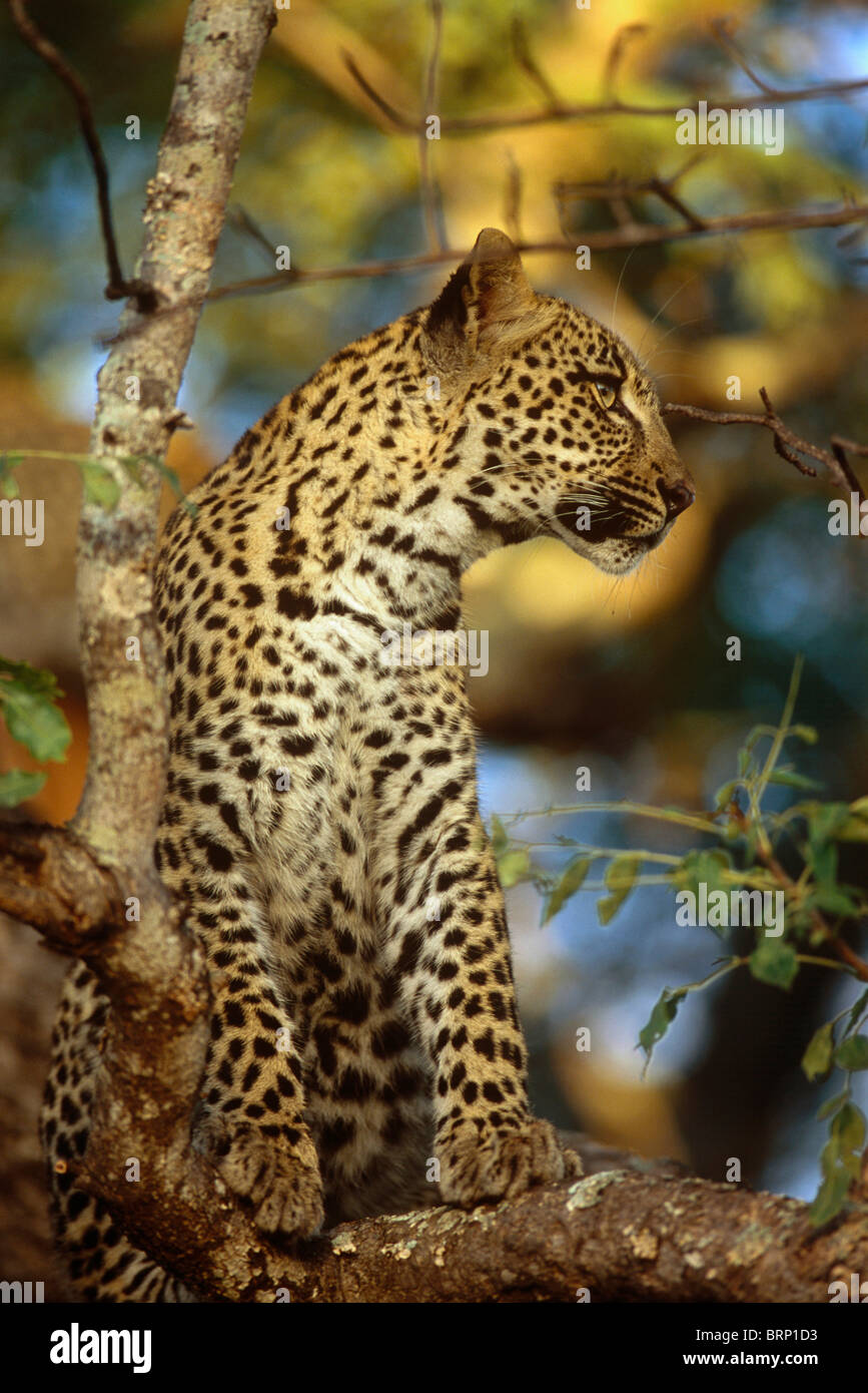 Young male leopard on a branch Stock Photo - Alamy