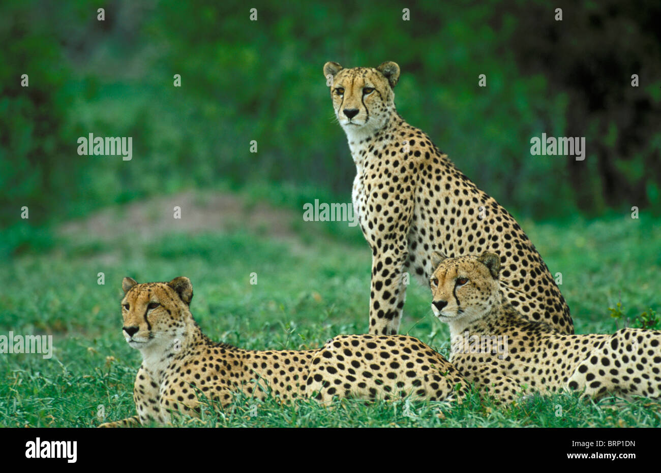 Group of three cheetahs resting Stock Photo - Alamy