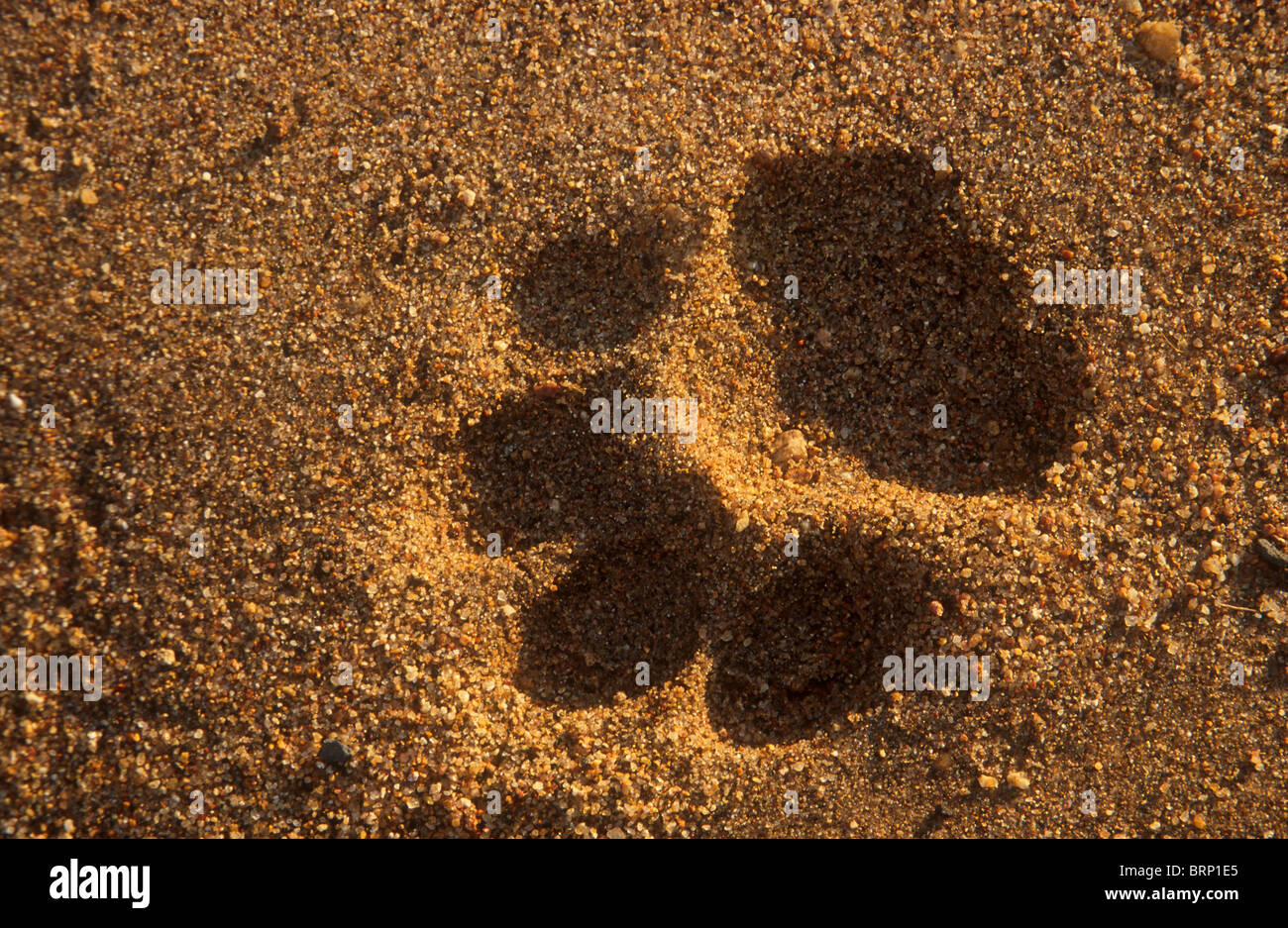 Pug mark panthera pardus hi-res stock photography and images - Alamy