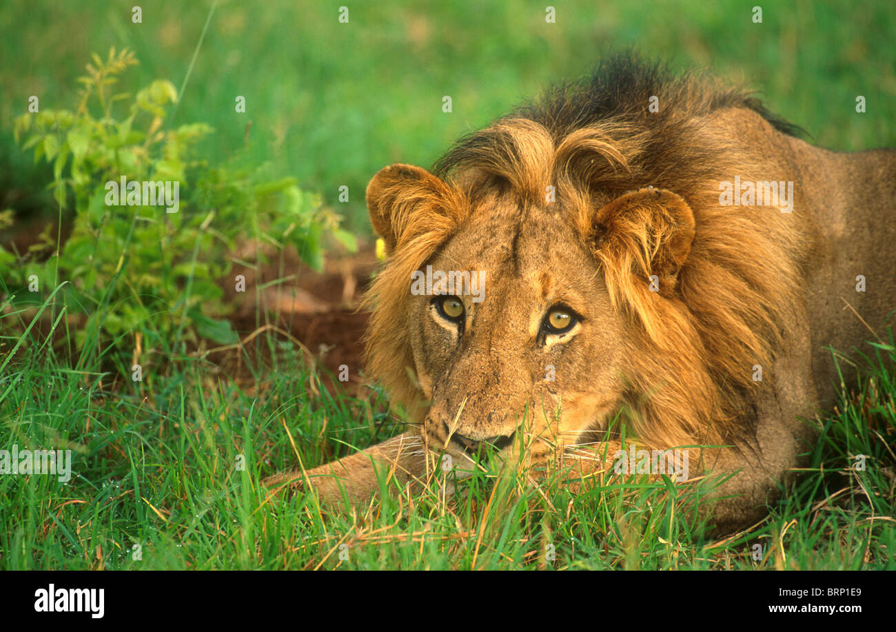 Lion and green hi-res stock photography and images - Alamy