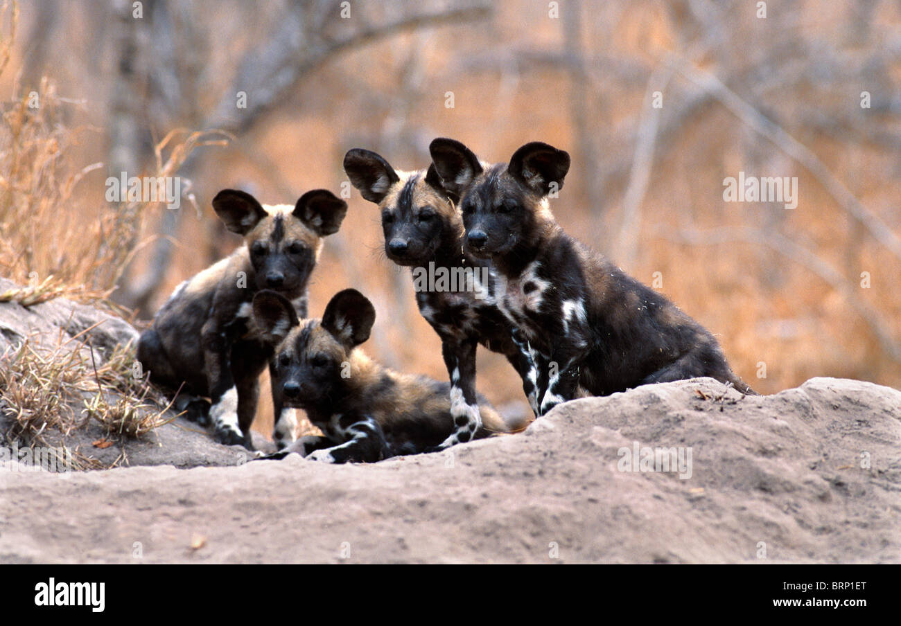Wild Dog puppies at the entrance to their den Stock Photo - Alamy