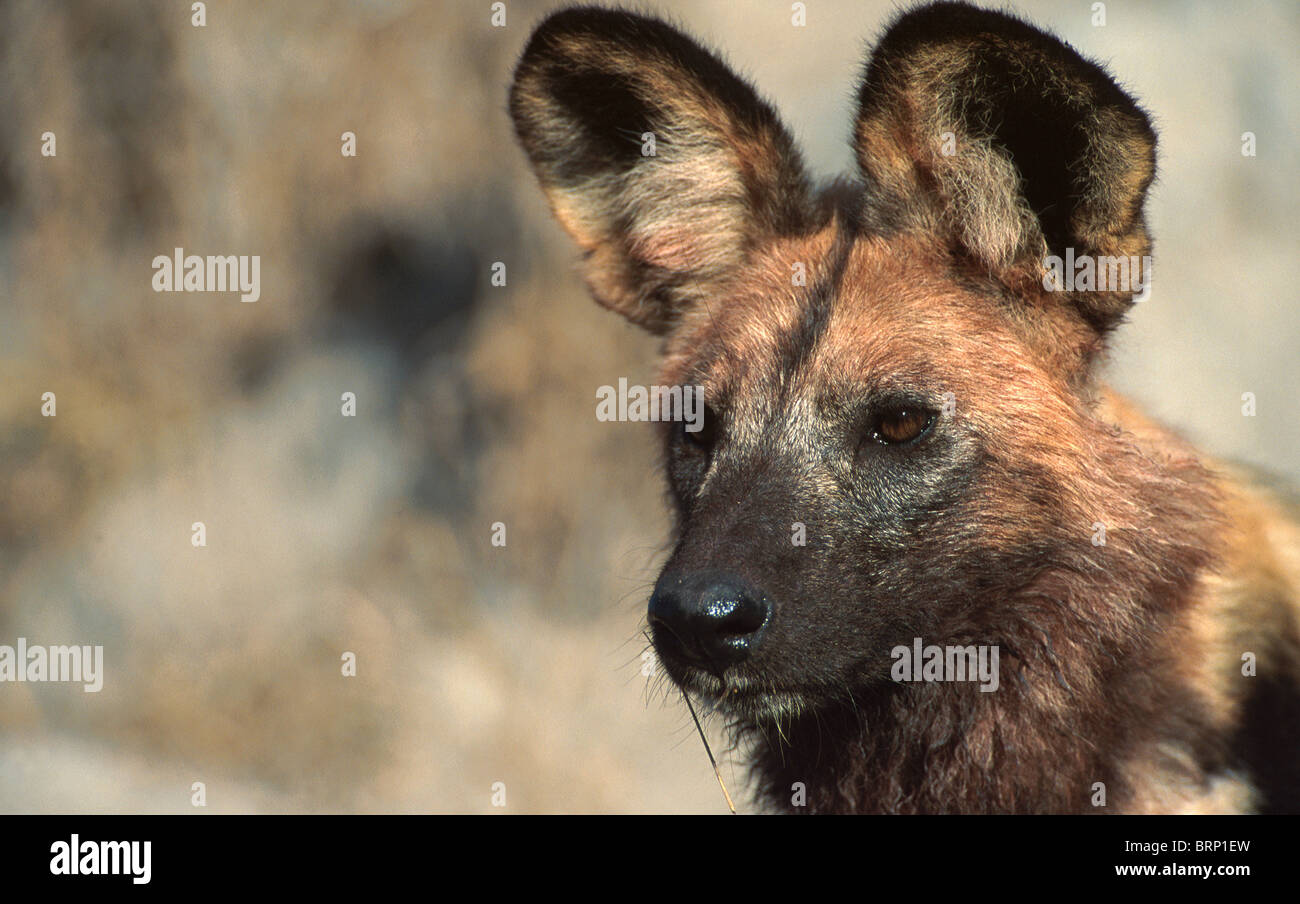 Wild Dog portrait Stock Photo - Alamy
