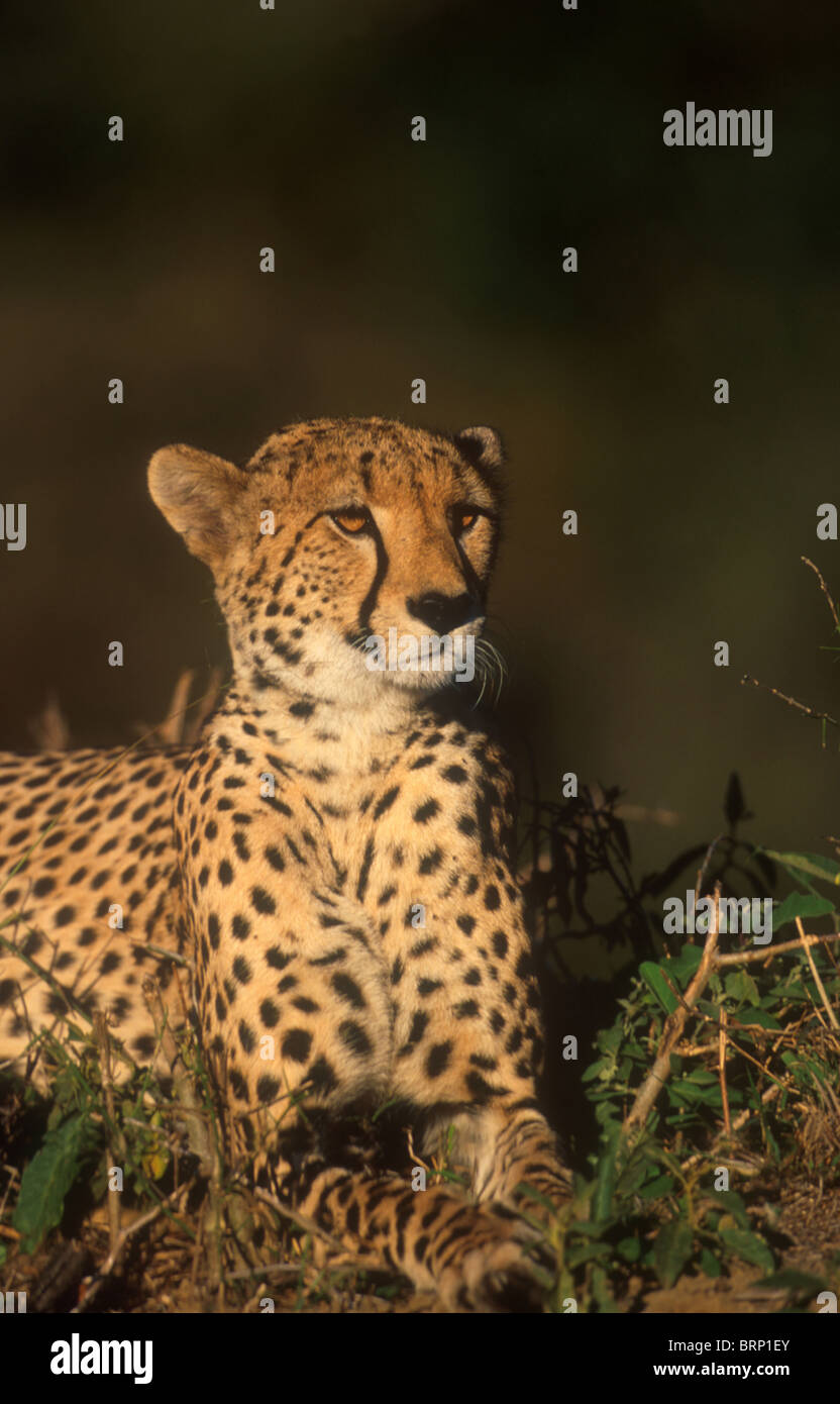 Cheetah Portrait against a dark back ground Stock Photo - Alamy