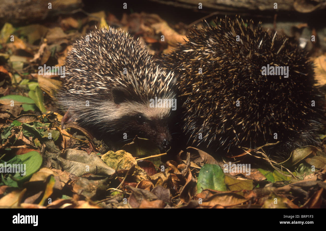 Southern African hedgehog with offspring Stock Photo - Alamy
