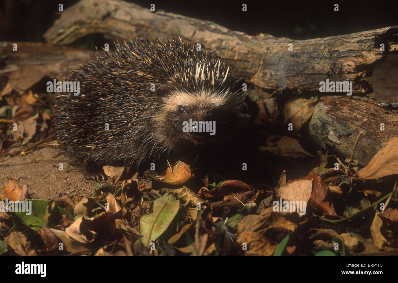 Southern African hedgehog foraging amongst dry leaves Stock Photo - Alamy