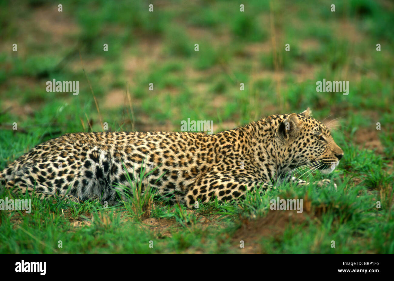 Leopard panthera pardus stalking prey hi-res stock photography and ...