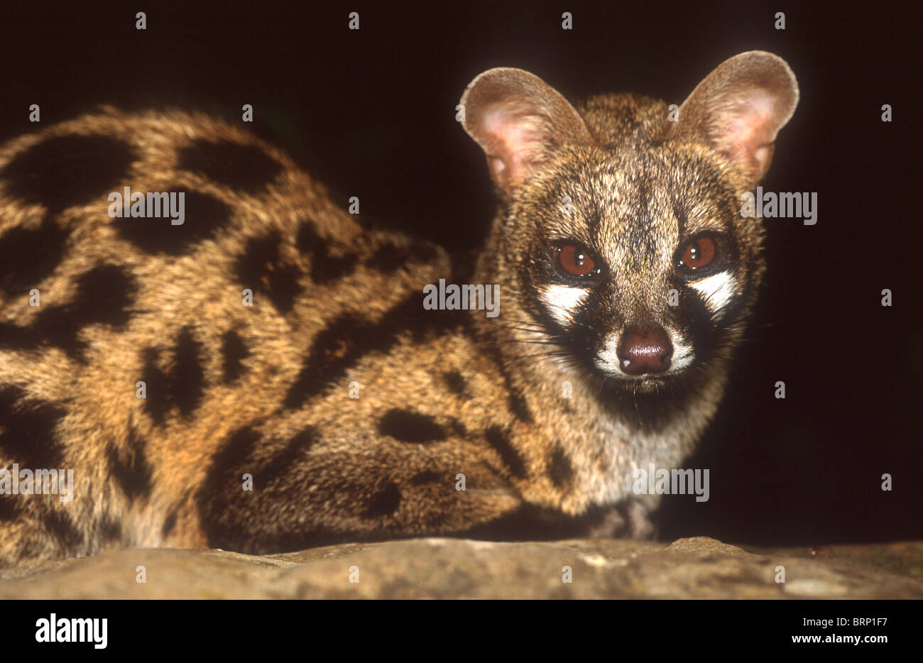 Large Spotted Genet Stock Photo - Alamy