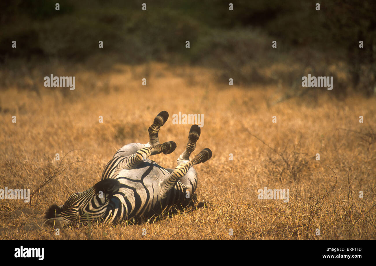Zebra scratching its back by rolling on the ground much like horses do ...