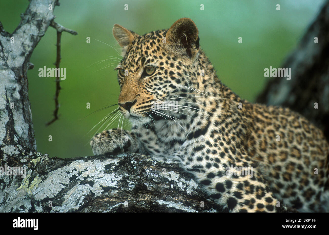 Leopard on acacia branch hi-res stock photography and images - Alamy
