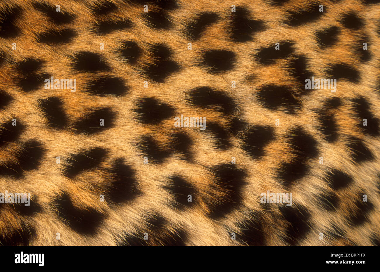 Leopard skin detail Stock Photo - Alamy