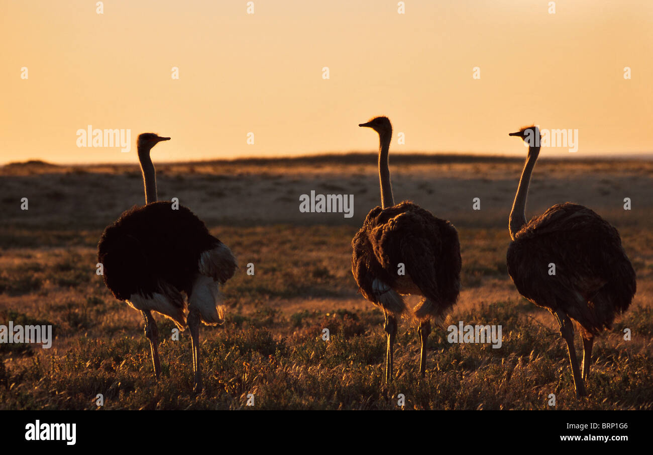 Three ostriches in the open veld Stock Photo - Alamy