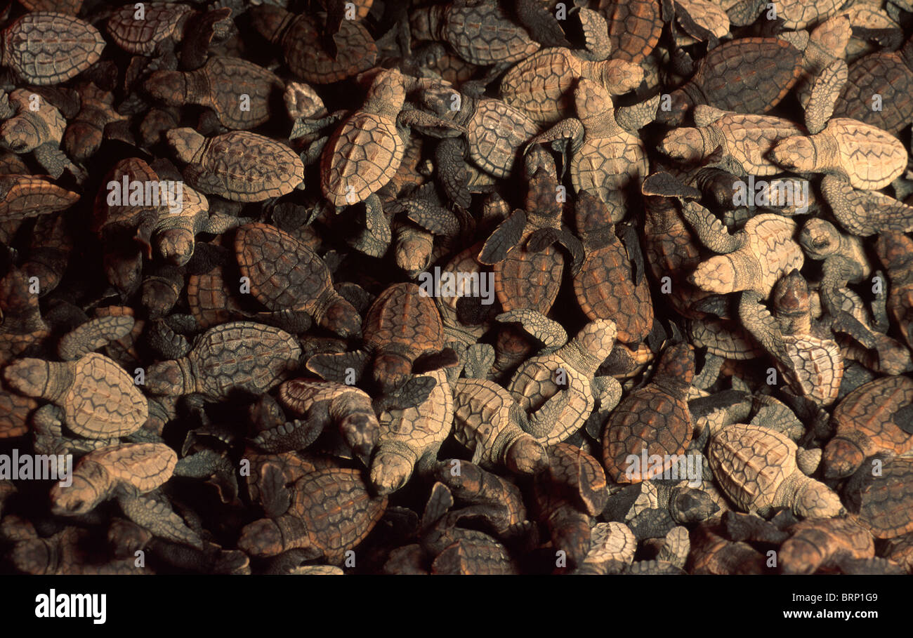 Loggerhead turtle hatchlings Stock Photo - Alamy