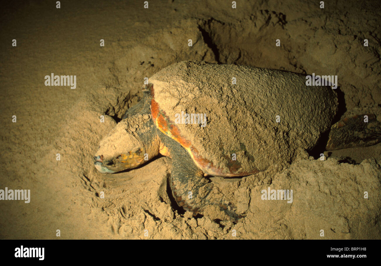 Loggerhead turtle nesting on beach. (St Lucia is part of the ...