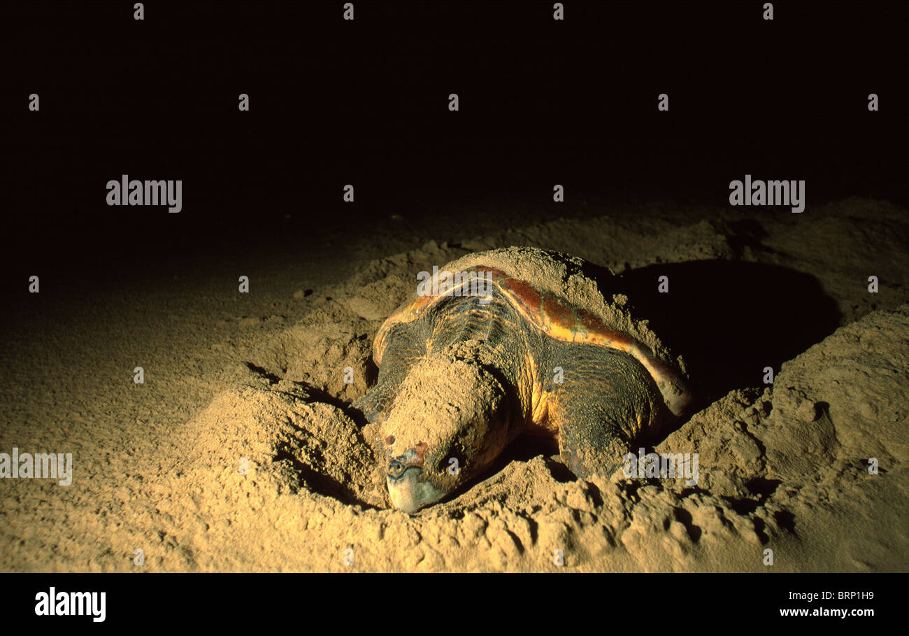 Loggerhead turtles nesting beaches Greater St Lucia Wetland St Lucia is ...