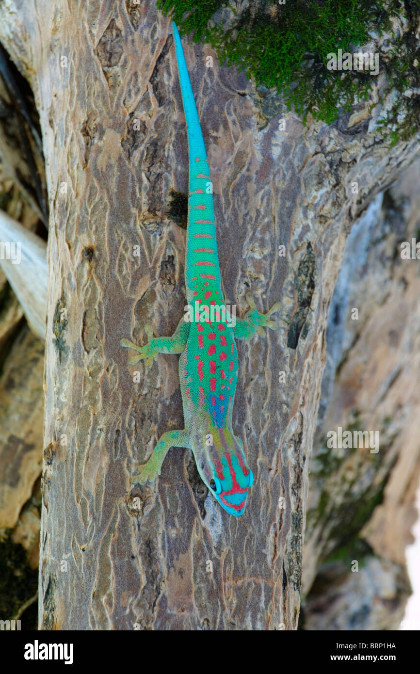 Mauritius gecko hi-res stock photography and images - Alamy