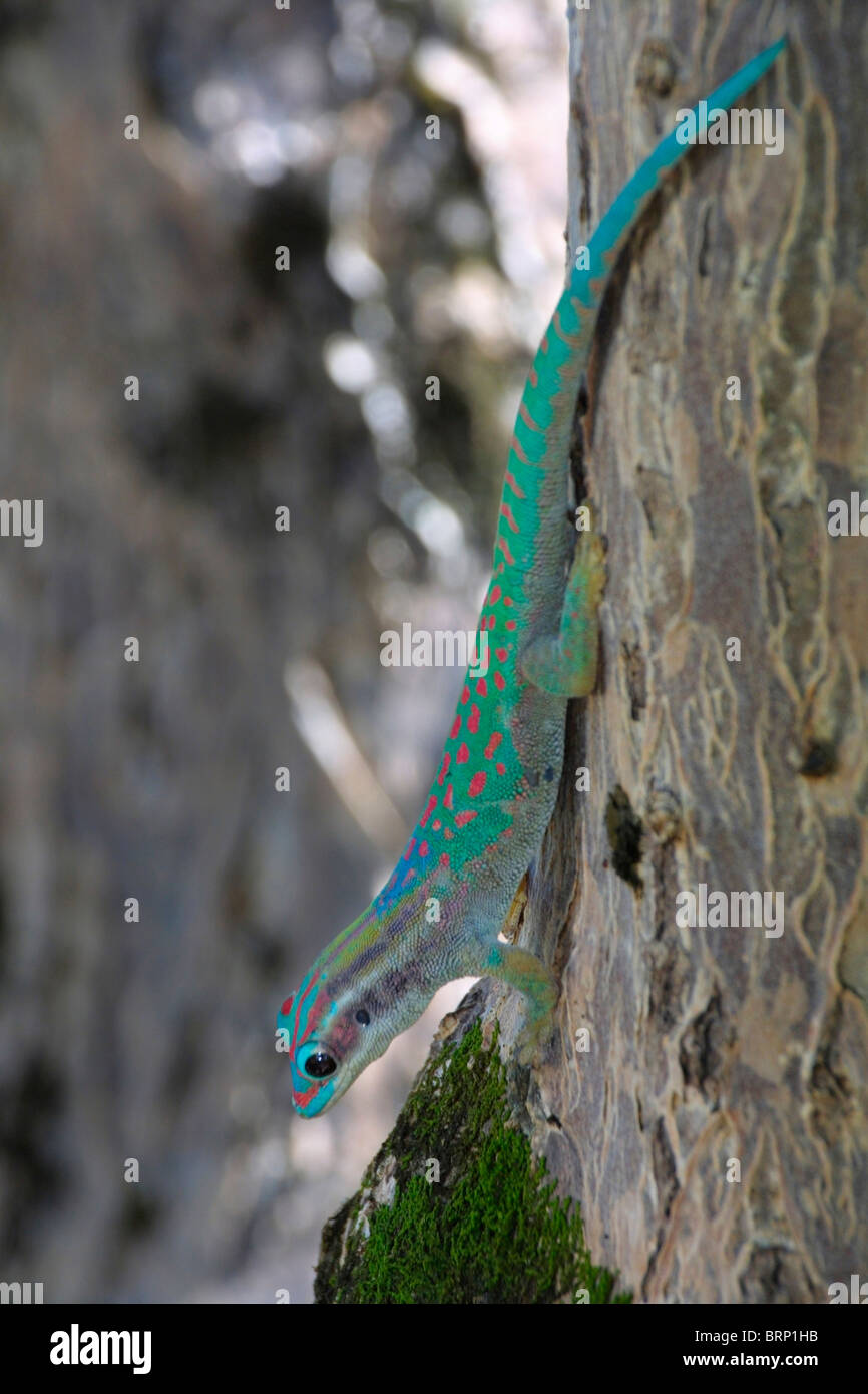 Forest Day Gecko sitting vertically on a tree trunk Stock Photo - Alamy