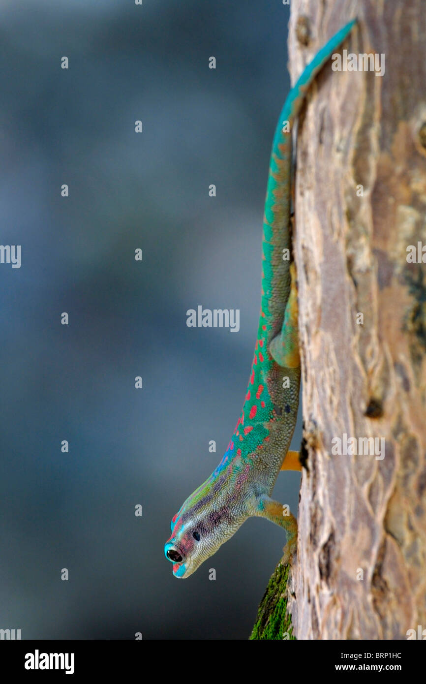 Forest Day Gecko sitting vertically on a tree trunk, head lifted Stock ...