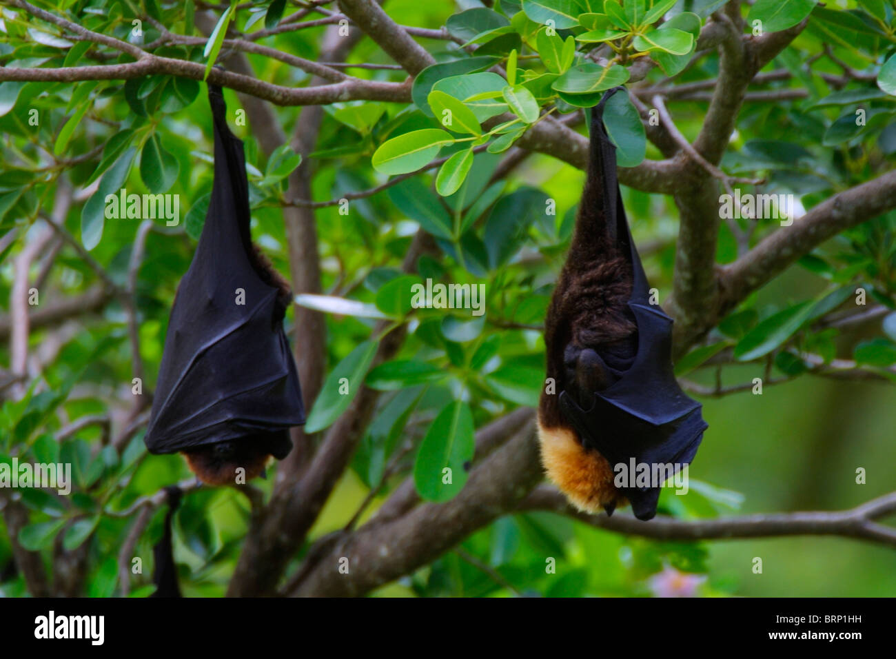 Rodrigues hi-res stock photography and images - Alamy