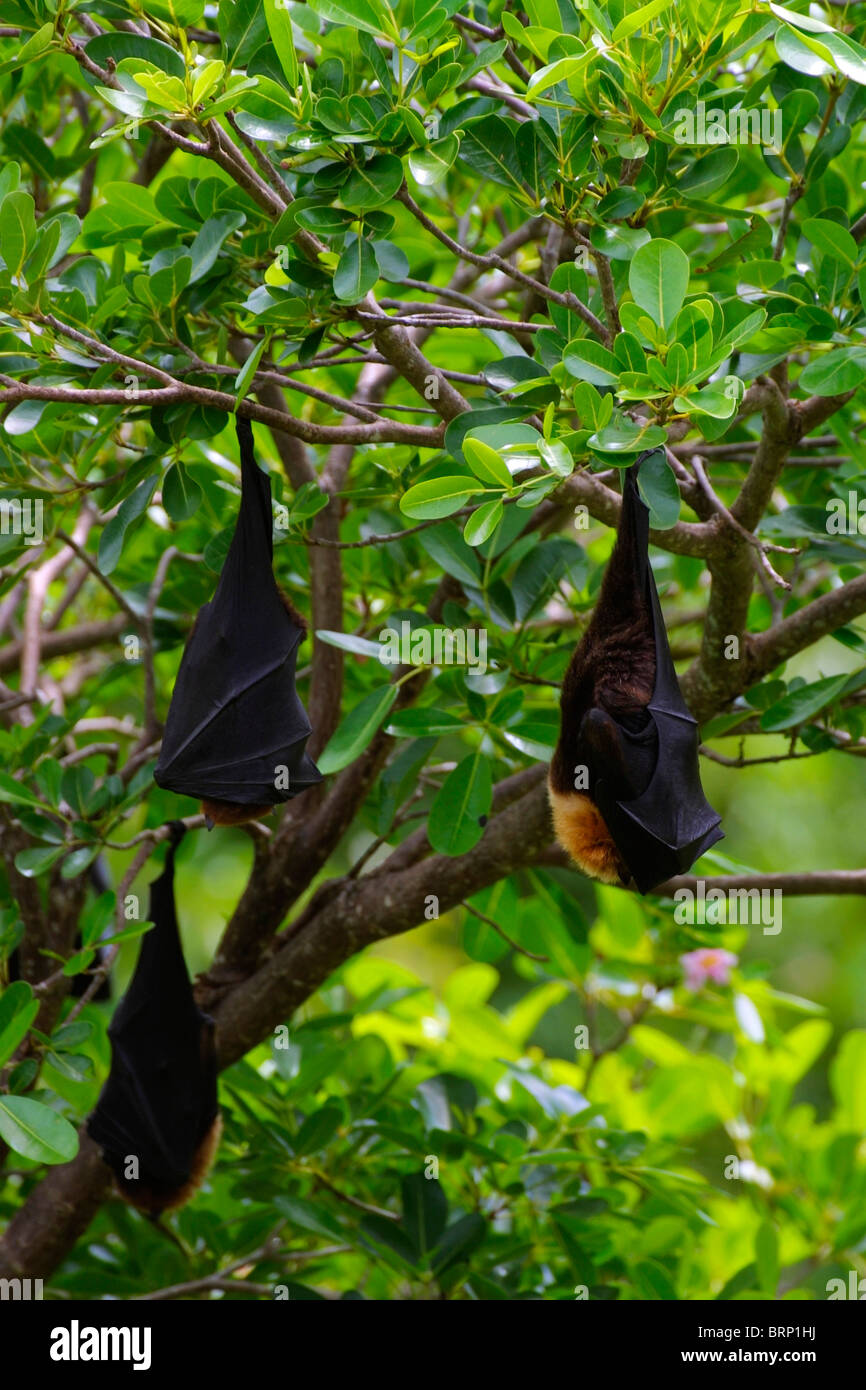 Pteropus rodricensis hi-res stock photography and images - Alamy