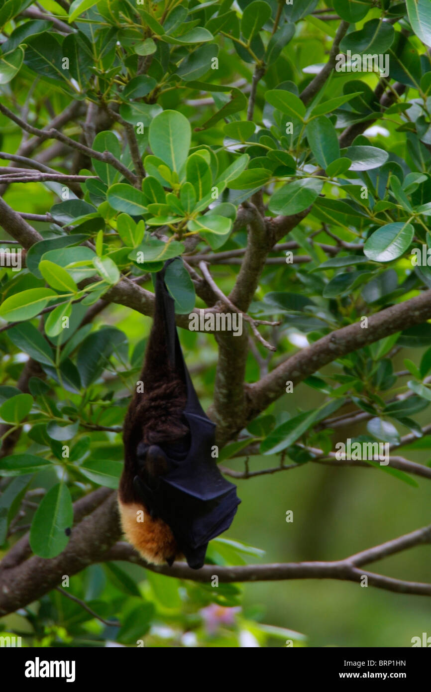 Rodrigues hi-res stock photography and images - Alamy