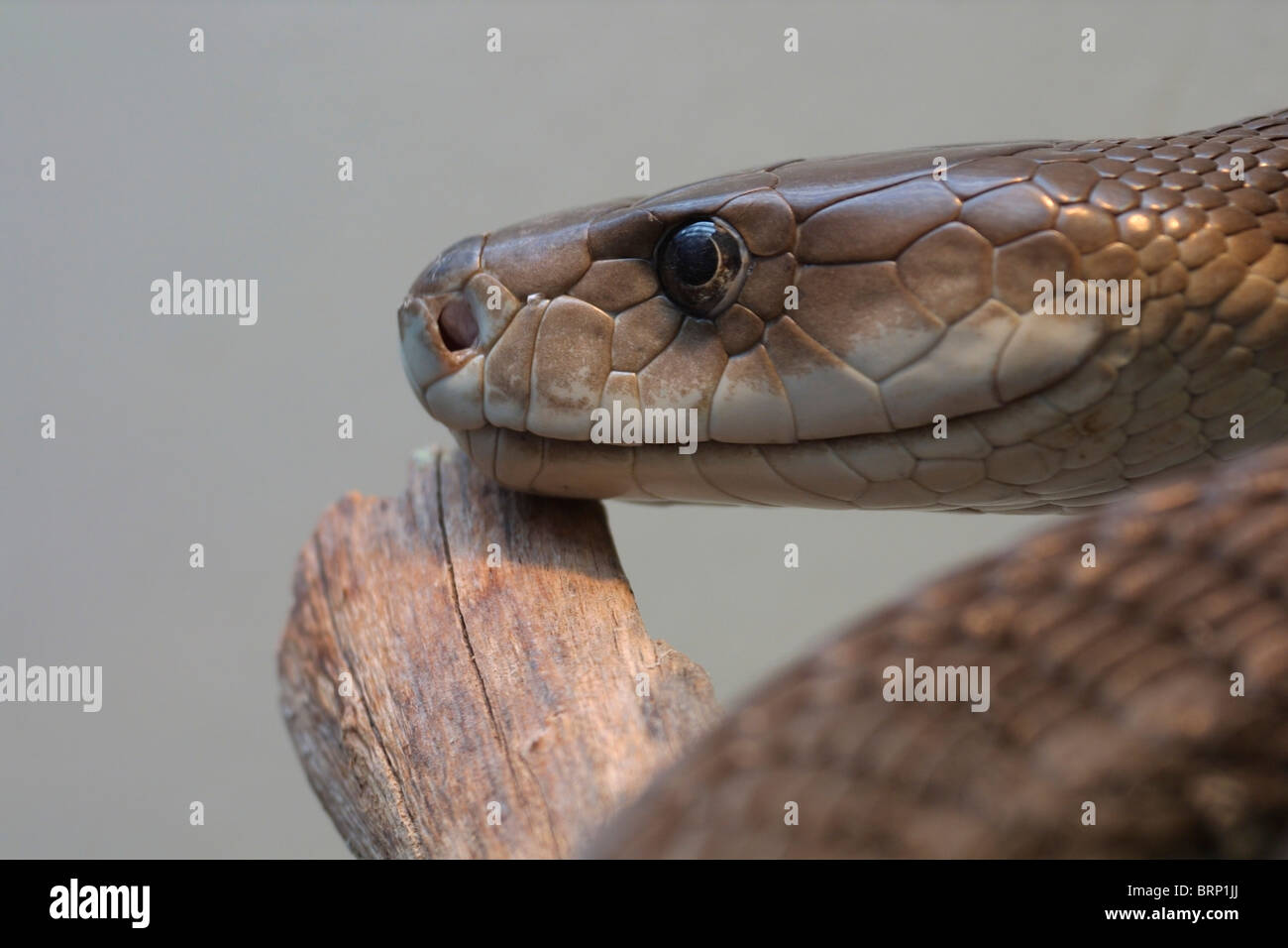 Black Mamba Portrait High Resolution Stock Photography and Images - Alamy