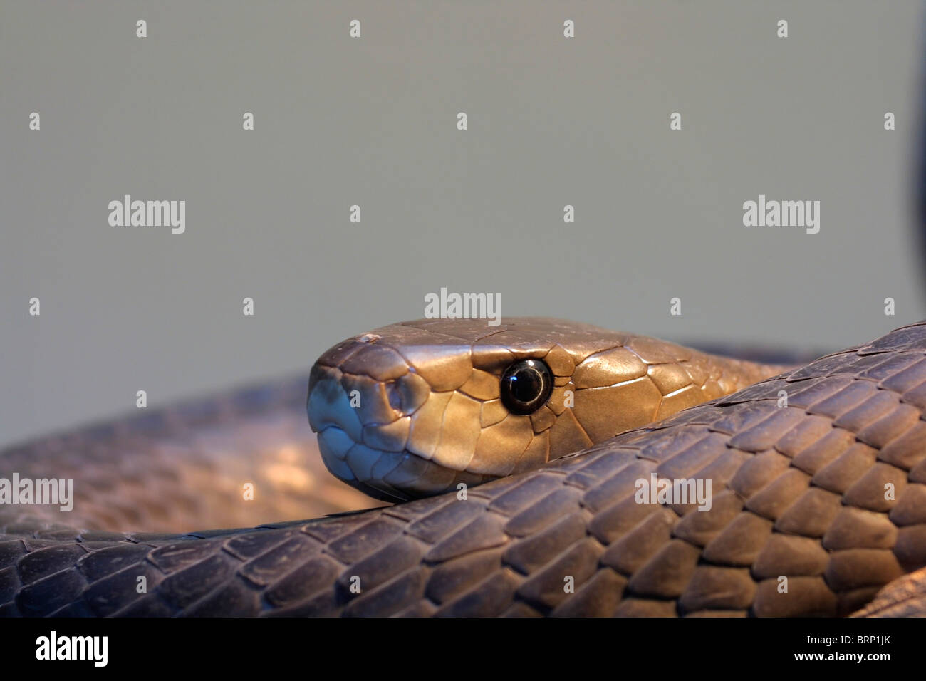 Black Mamba portrait with head resting on its coils Stock Photo - Alamy